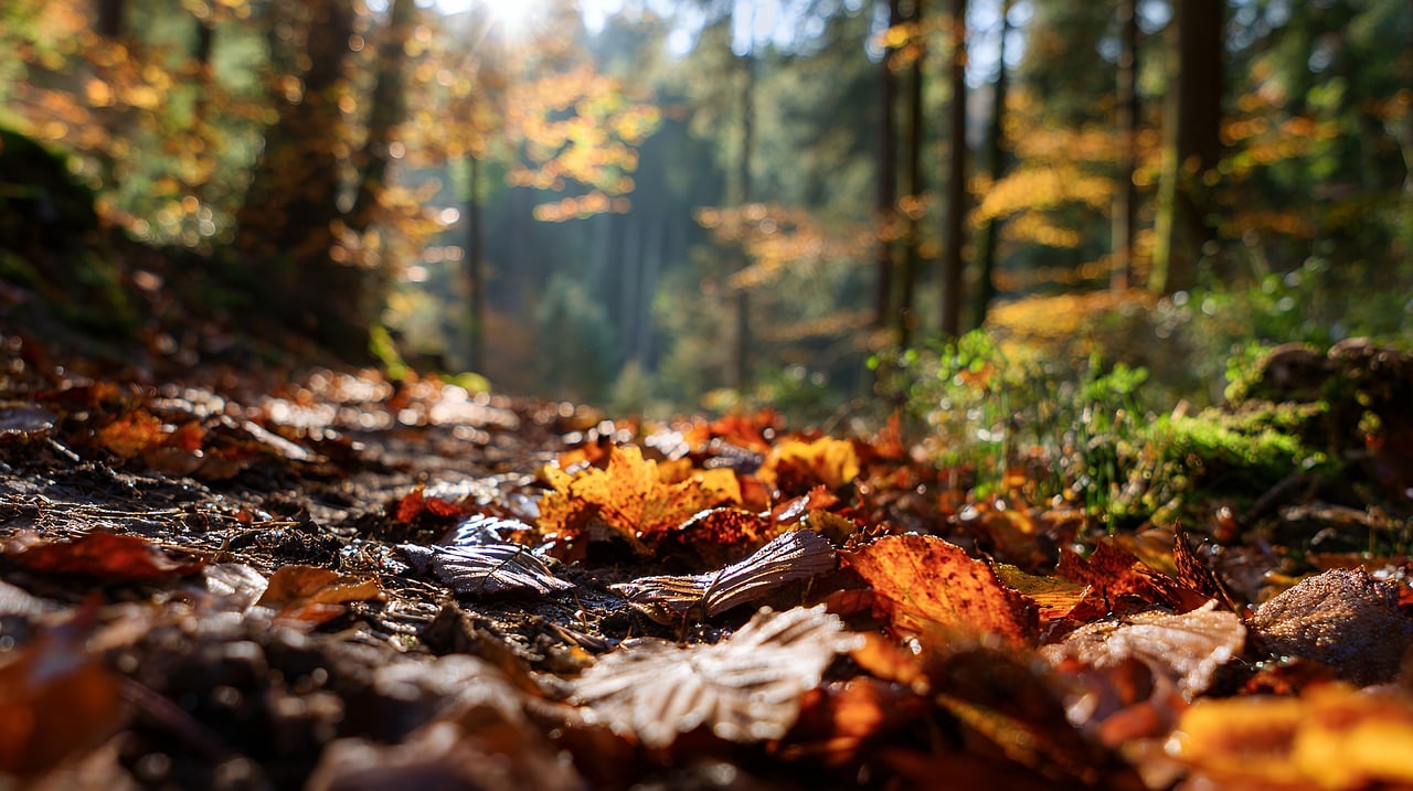 Download Autumn, Leaves, Forest. Royalty-Free Stock Illustration Image ...