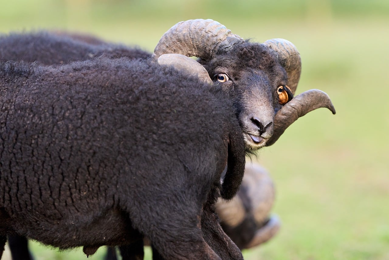 Ram Sheep Animal - Free photo on Pixabay
