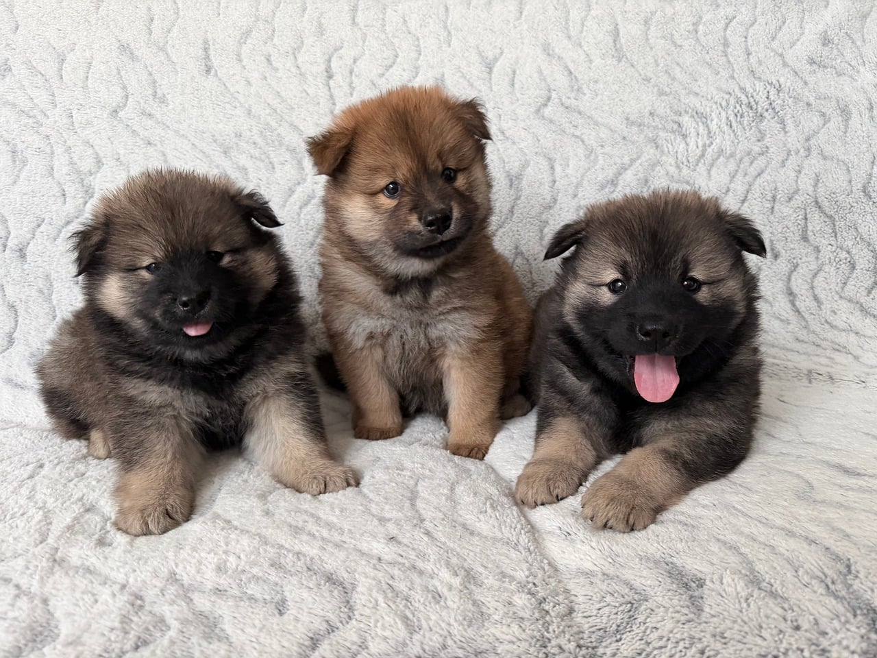Eurasier Puppies Dog Canine - Free photo on Pixabay