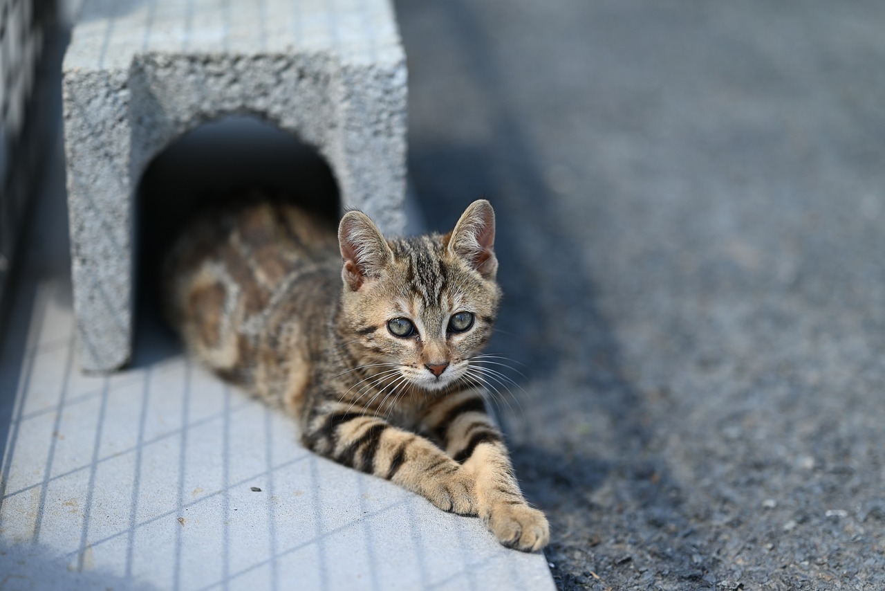 Mila Kitten Cat - Free photo on Pixabay