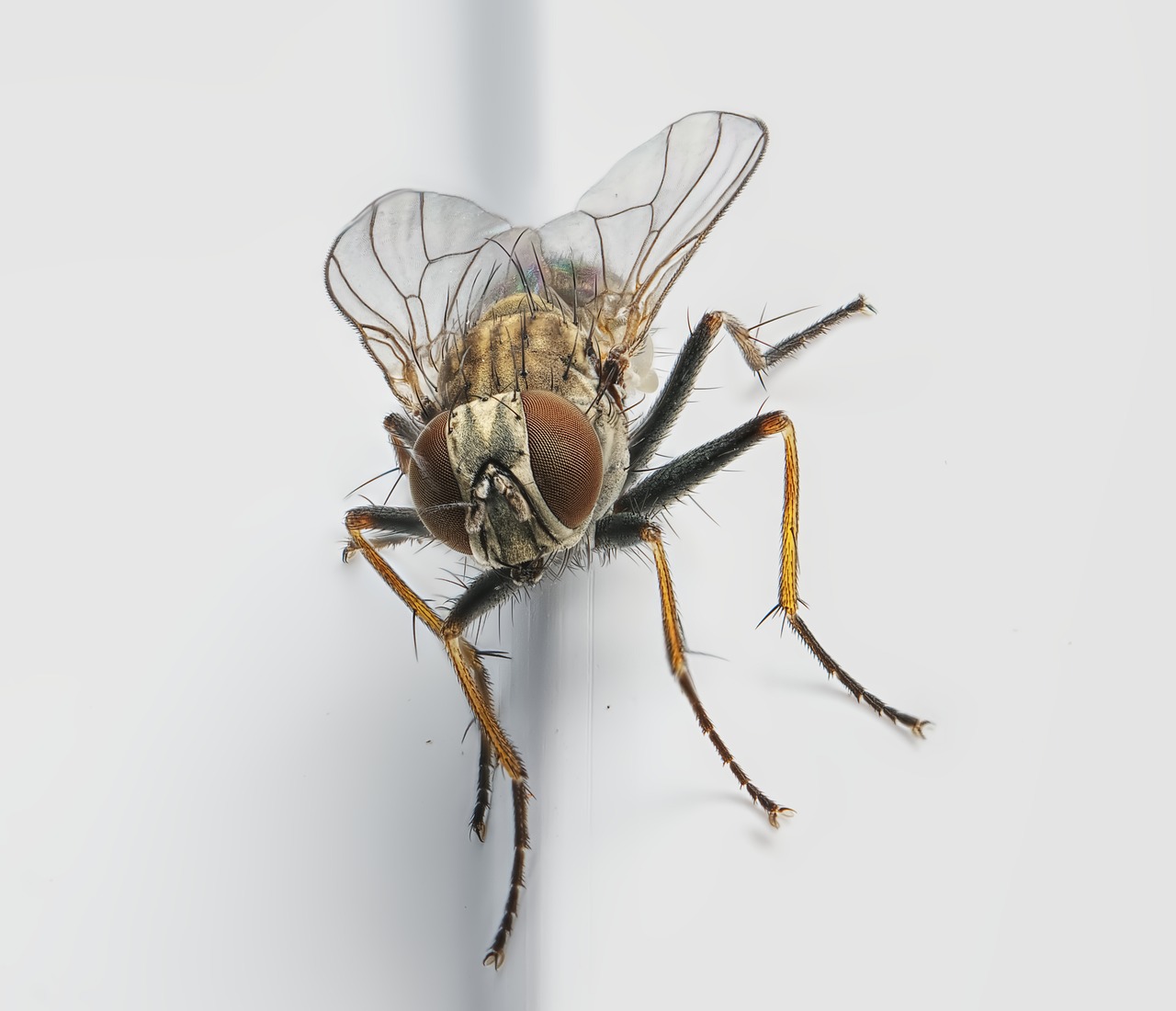 Fly Macro Wildlife - Free photo on Pixabay