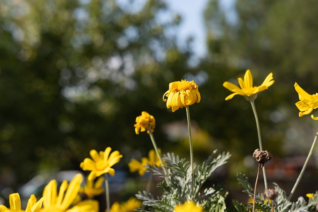 Flores De Color Amarillo - Foto gratis en Pixabay