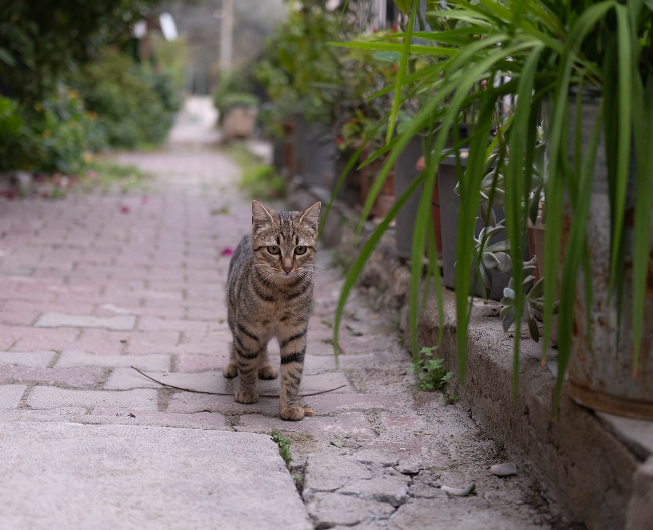 Tabby Cat Street Outdoor - Free photo on Pixabay