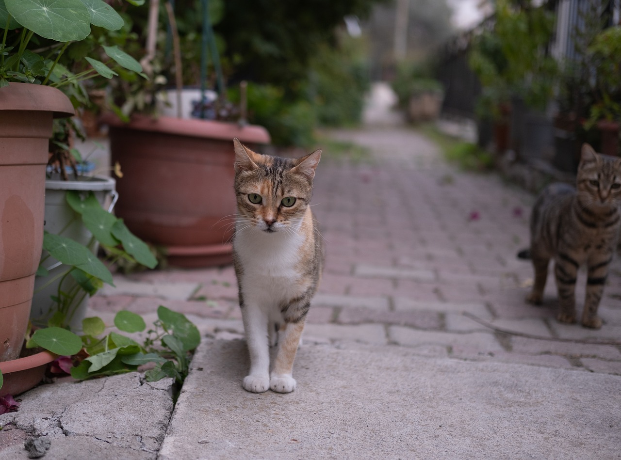 Tabby Cat Street Outdoor - Free photo on Pixabay