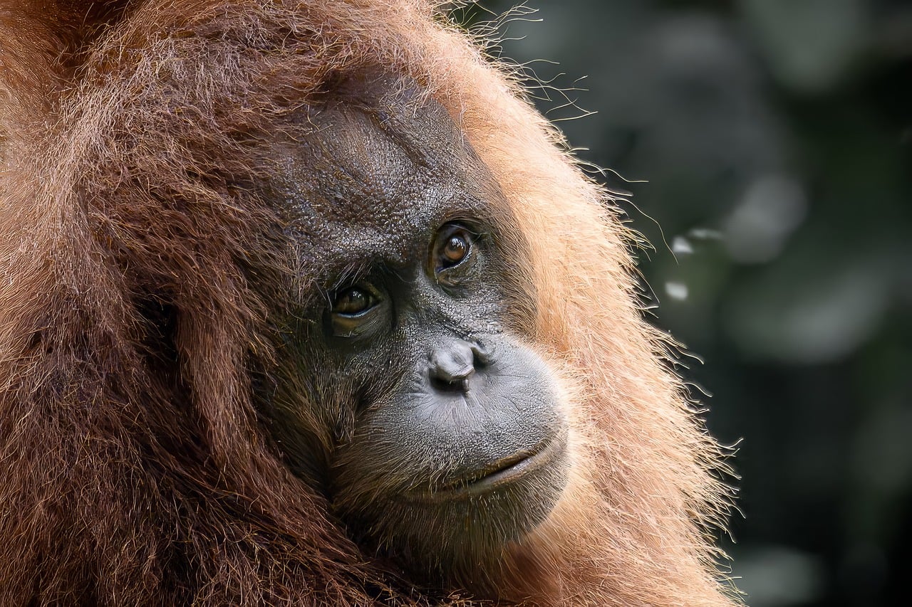 Orangutan Borneo Great - Free photo on Pixabay