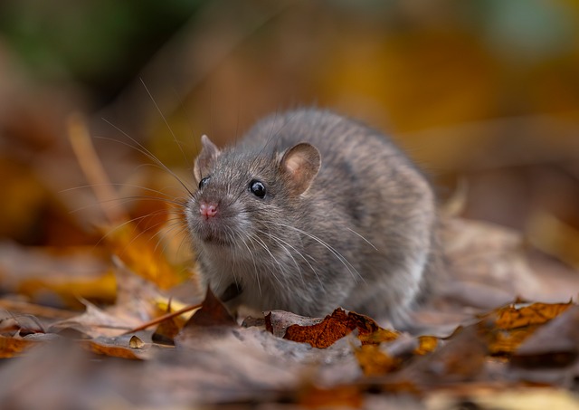 Rat Wild Brown Rattus - Free photo on Pixabay