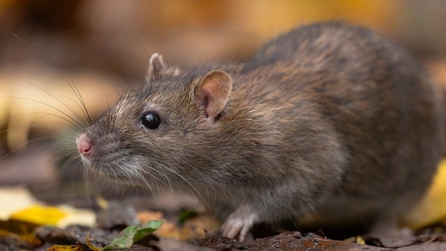Rat Wild Brown Rattus - Free photo on Pixabay