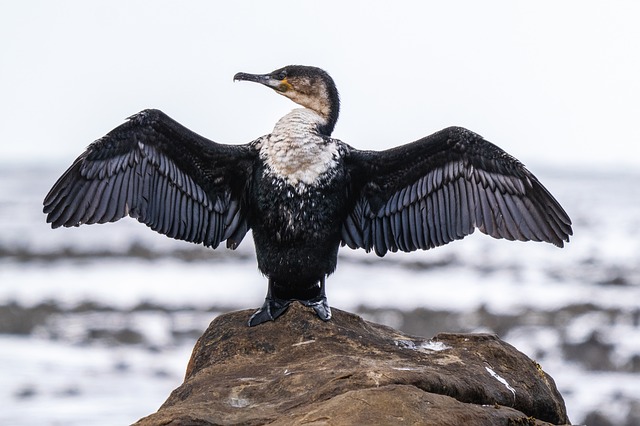 Cormorant Bird Wildlife - Free photo on Pixabay