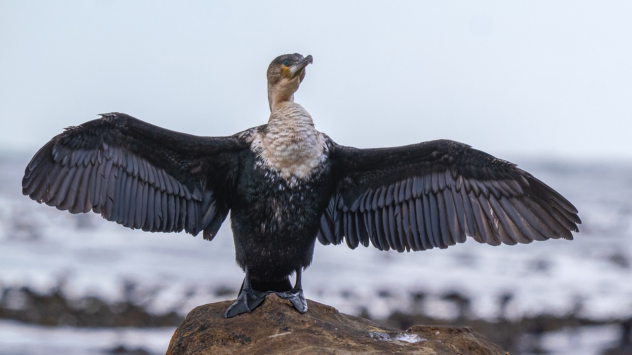 Cormorant Bird Wildlife - Free photo on Pixabay