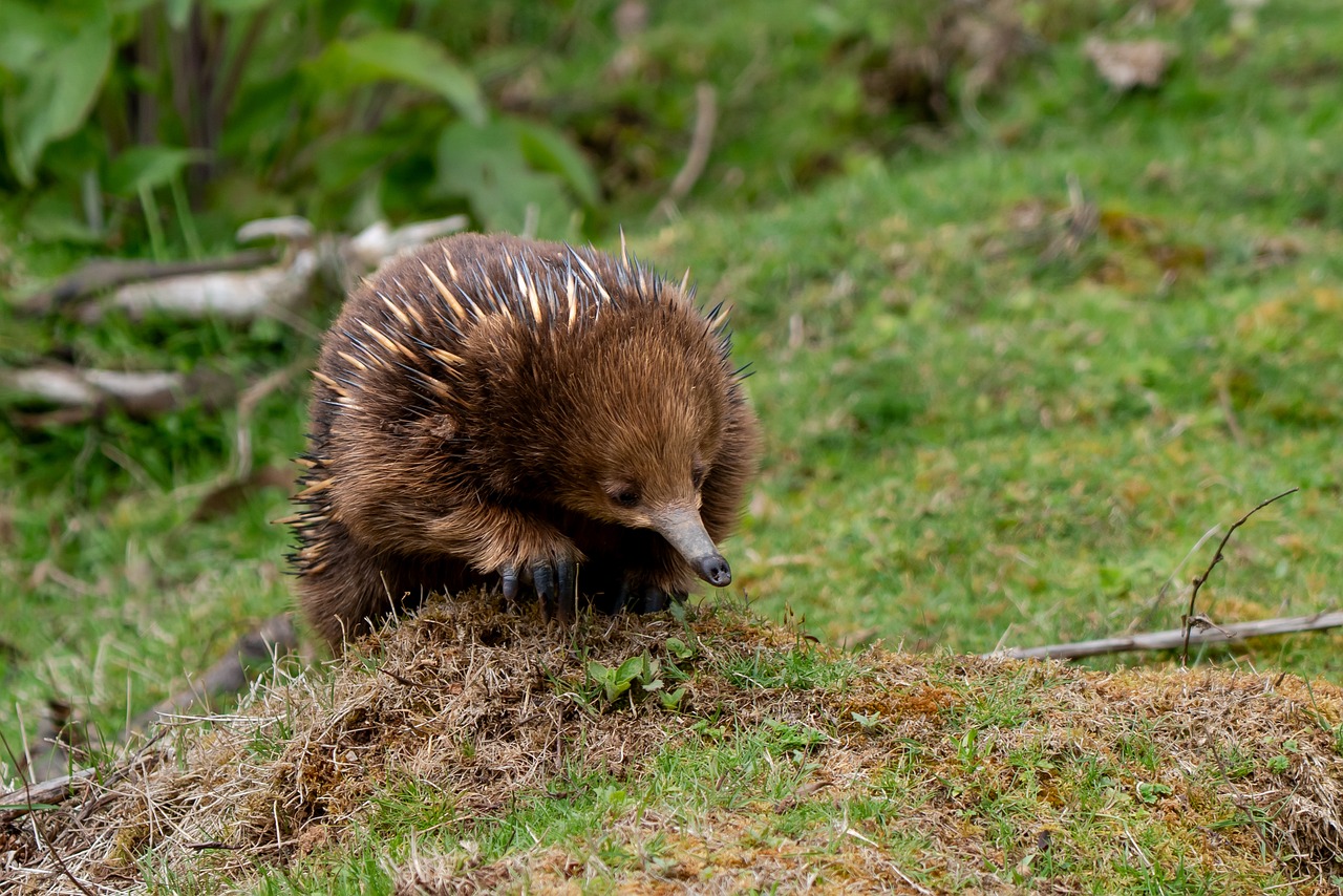Ant Hedgehog Echidna Short-Beaked - Free photo on Pixabay