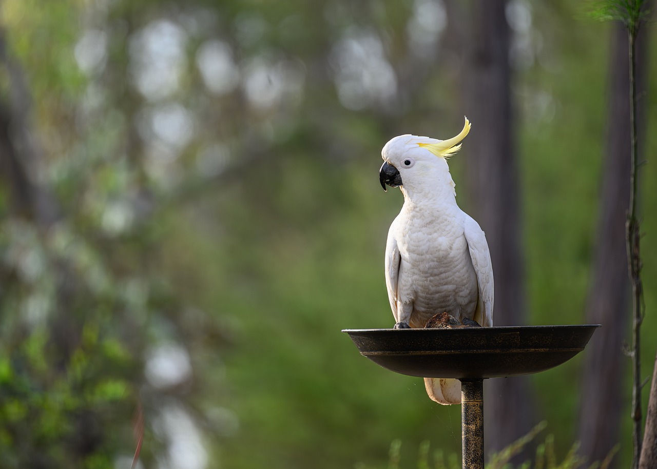 Sulphur-Crested Cockatoo - Free photo on Pixabay