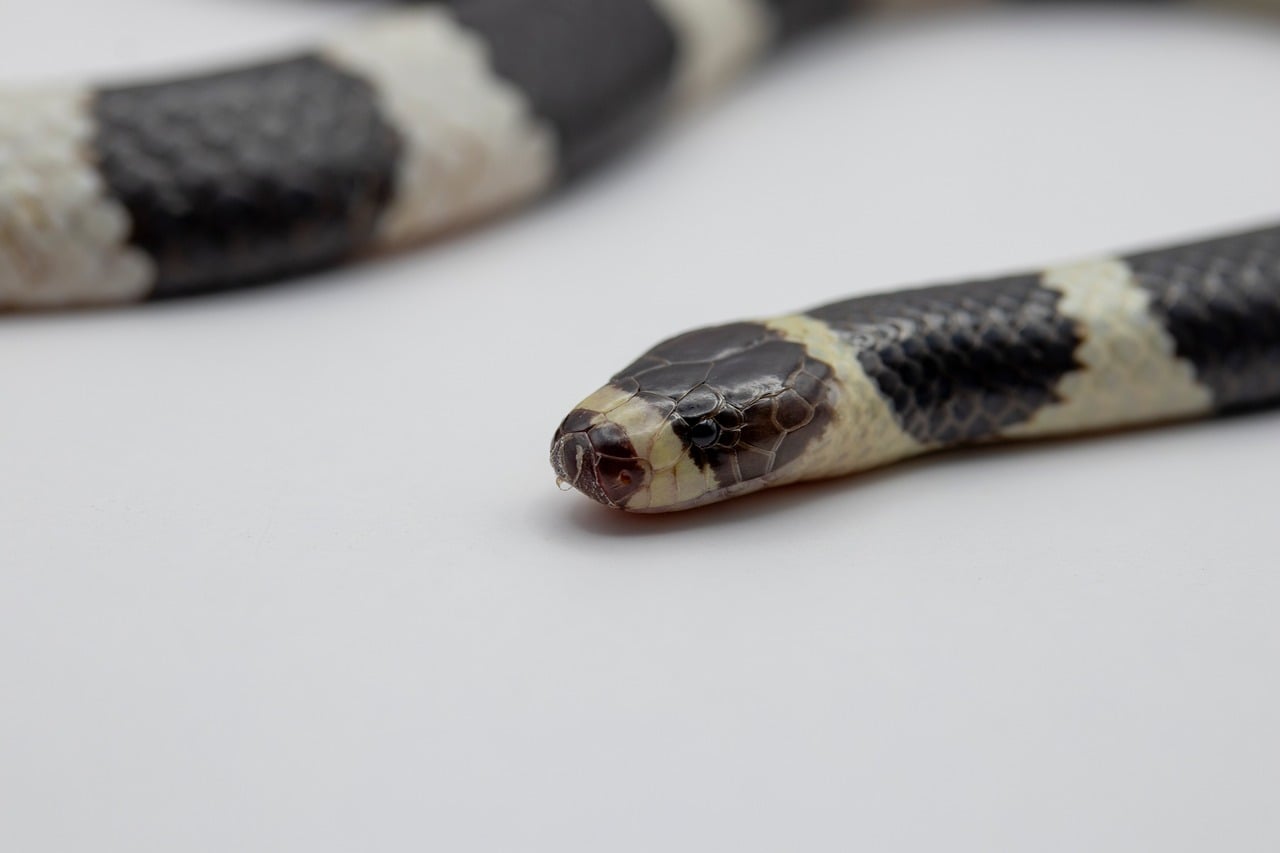 Bandy-Bandy Snake Animal - Free photo on Pixabay