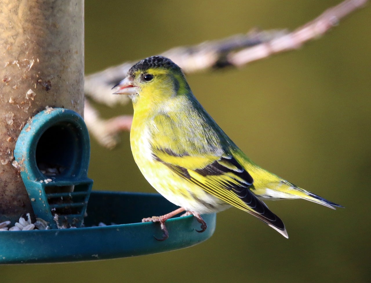 Siskin Bird Feeder - Free photo on Pixabay