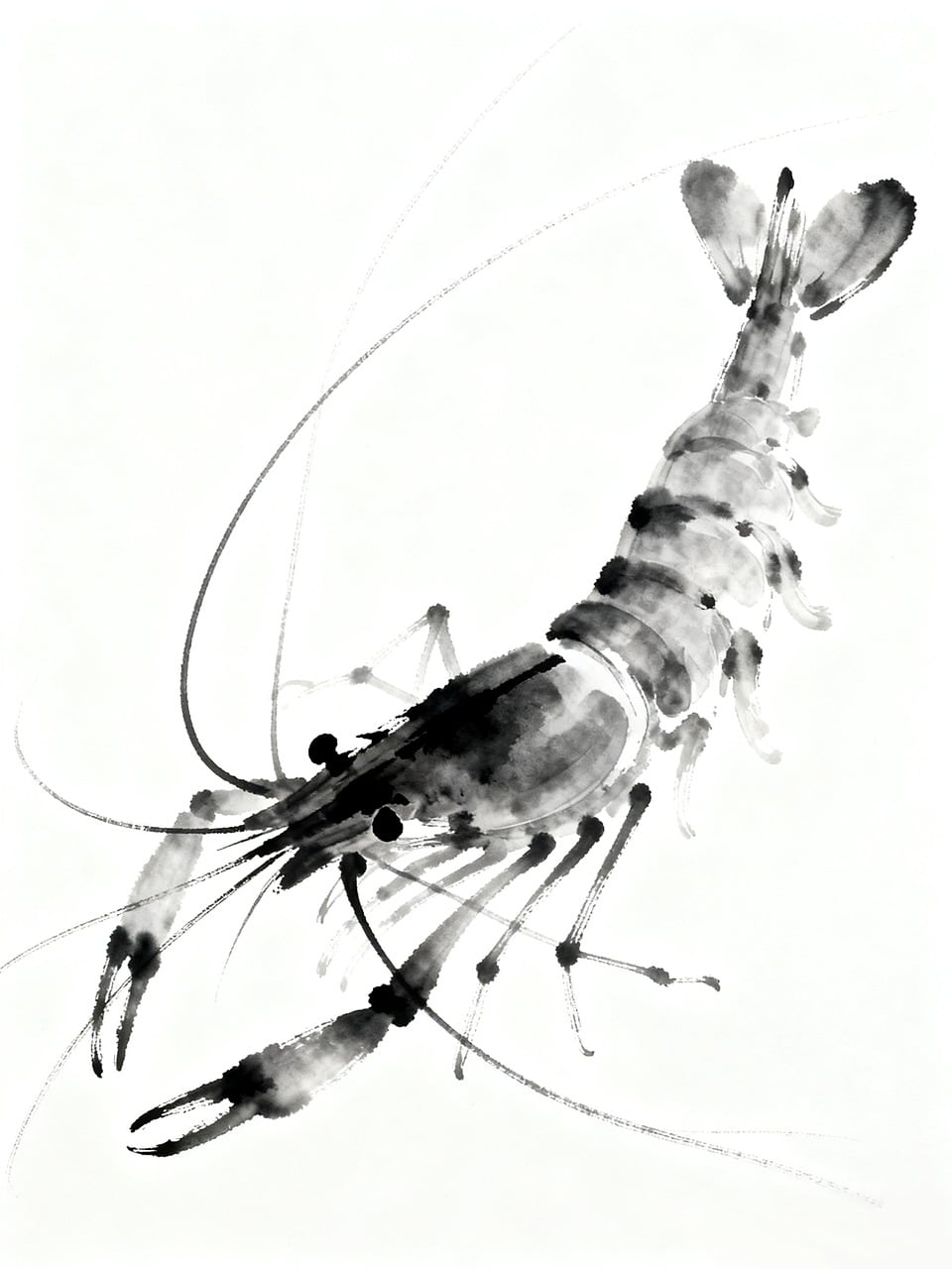Download Shrimp, Chinese Ink Drawing, Sumi-E. Royalty-Free Stock ...