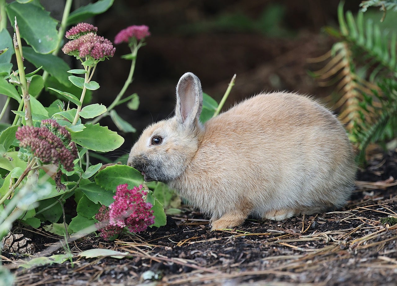 Hase Natur Tier - Kostenloses Foto auf Pixabay