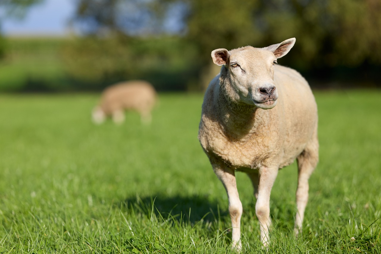 Sheep Farm Animal Cattle - Free photo on Pixabay