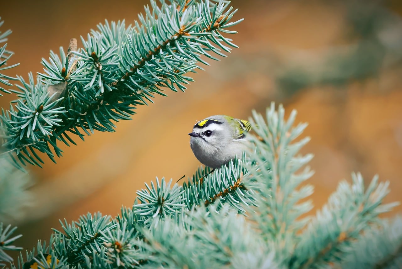 Golden-Crowned Kinglet Bird Animal - Free photo on Pixabay