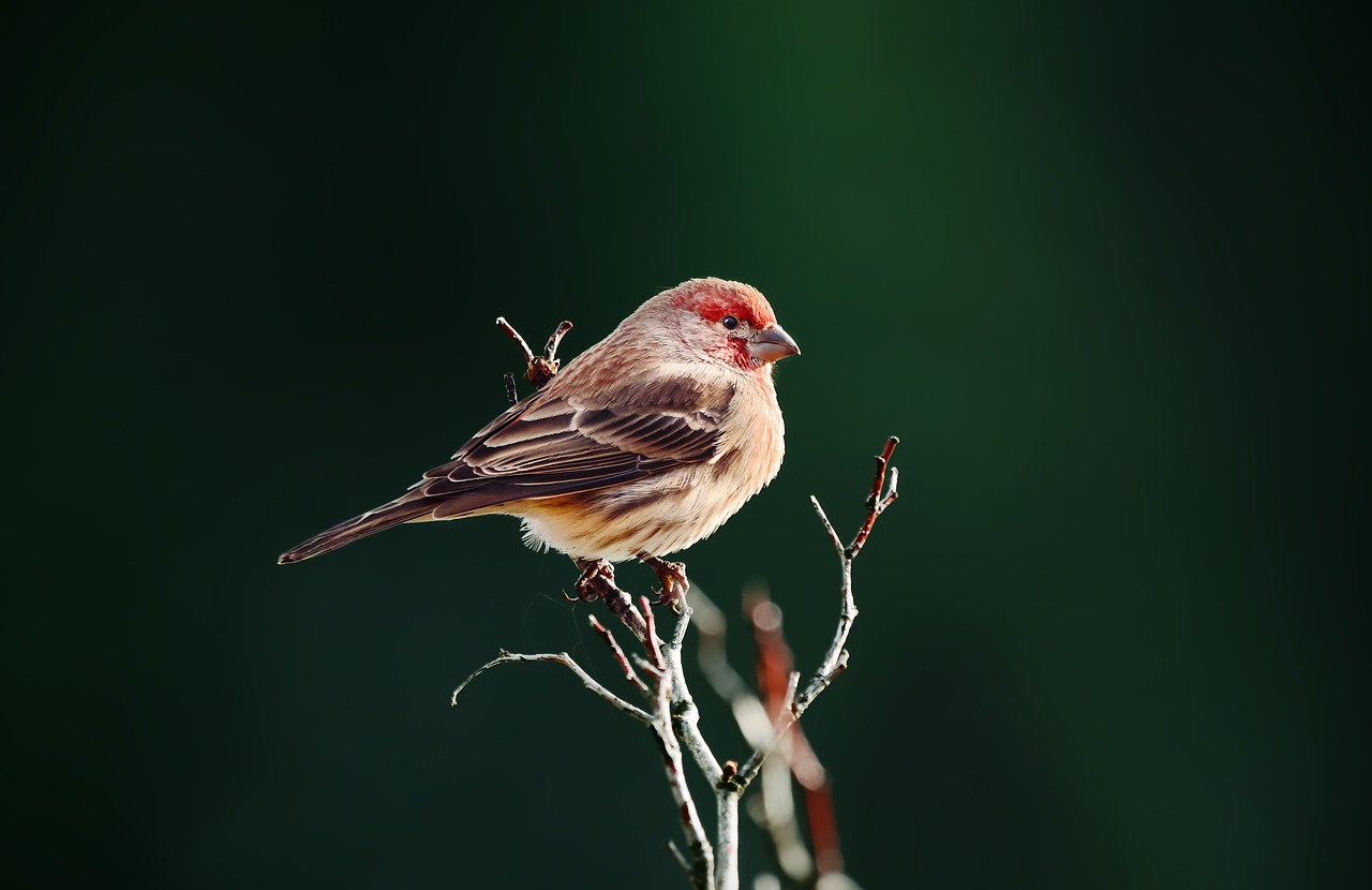 House Finch Bird Animal - Free photo on Pixabay
