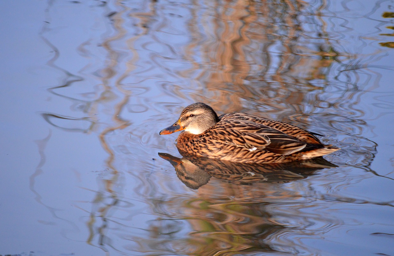 Duck Nature Bird Water - Free photo on Pixabay