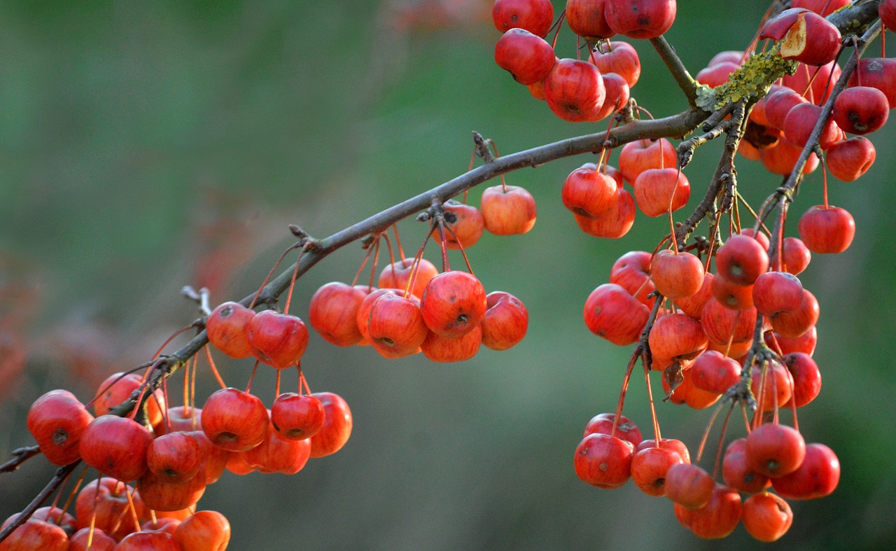 Wild Apple Red Apples - Free photo on Pixabay