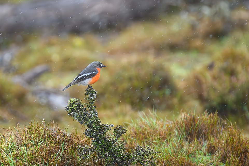 Flame Robin Bird Petroica - Free photo on Pixabay
