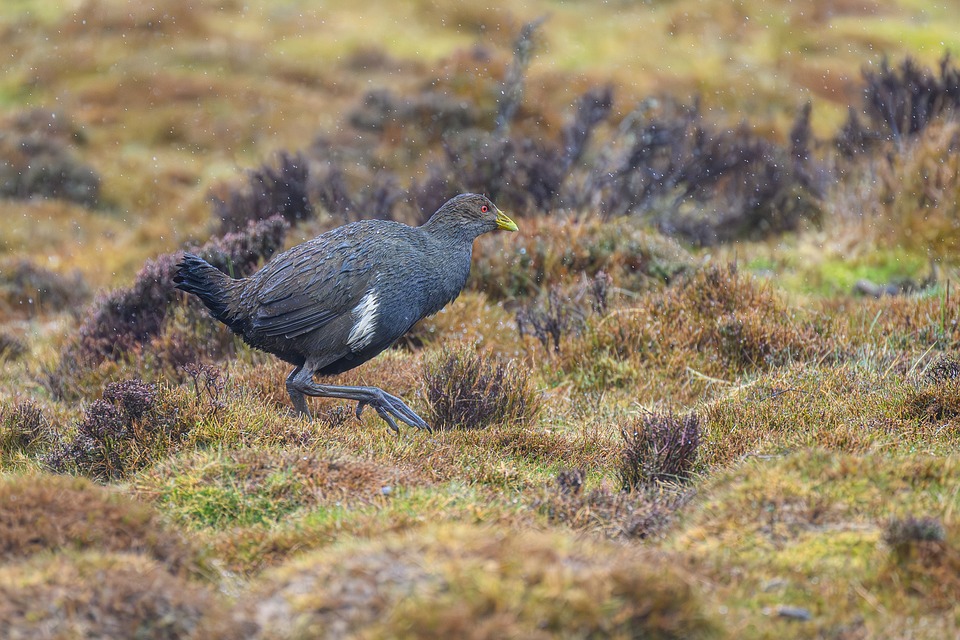 Tasmanian Native-Hen Hen Bird - Free photo on Pixabay