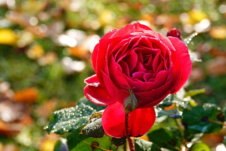 Rose Autumn Solitude - Free photo on Pixabay