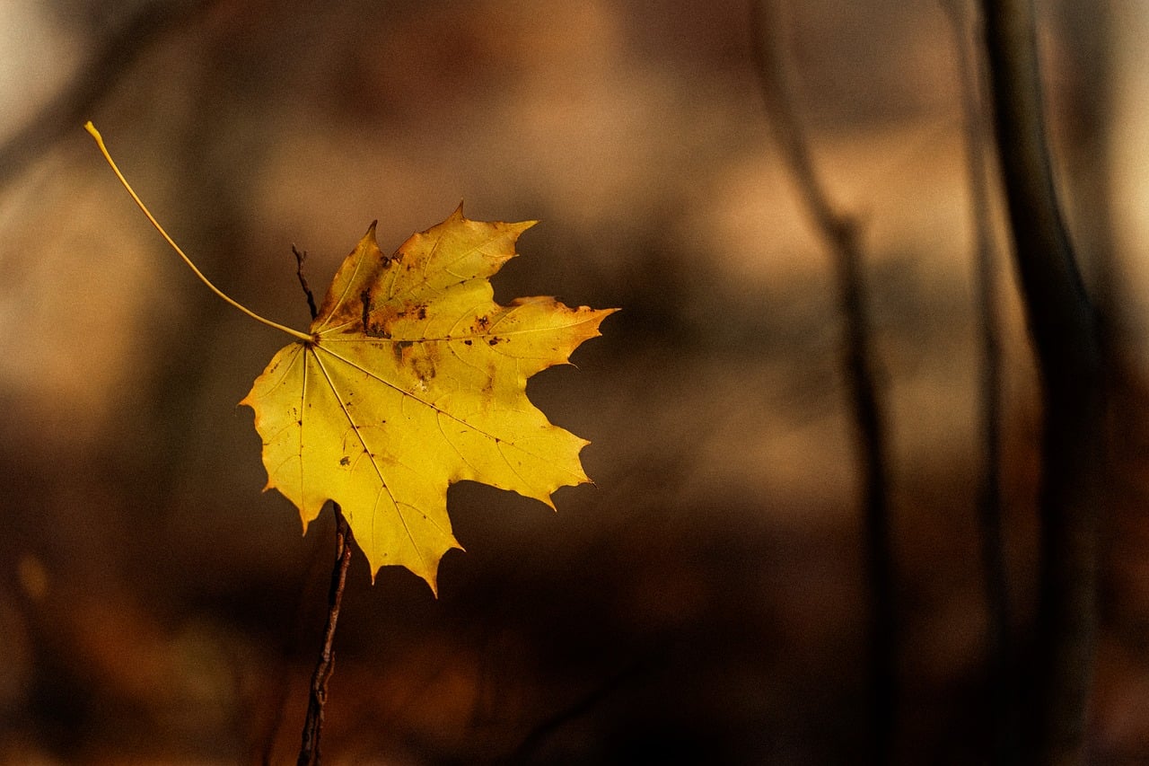 Leaf Nature Fall - Free photo on Pixabay