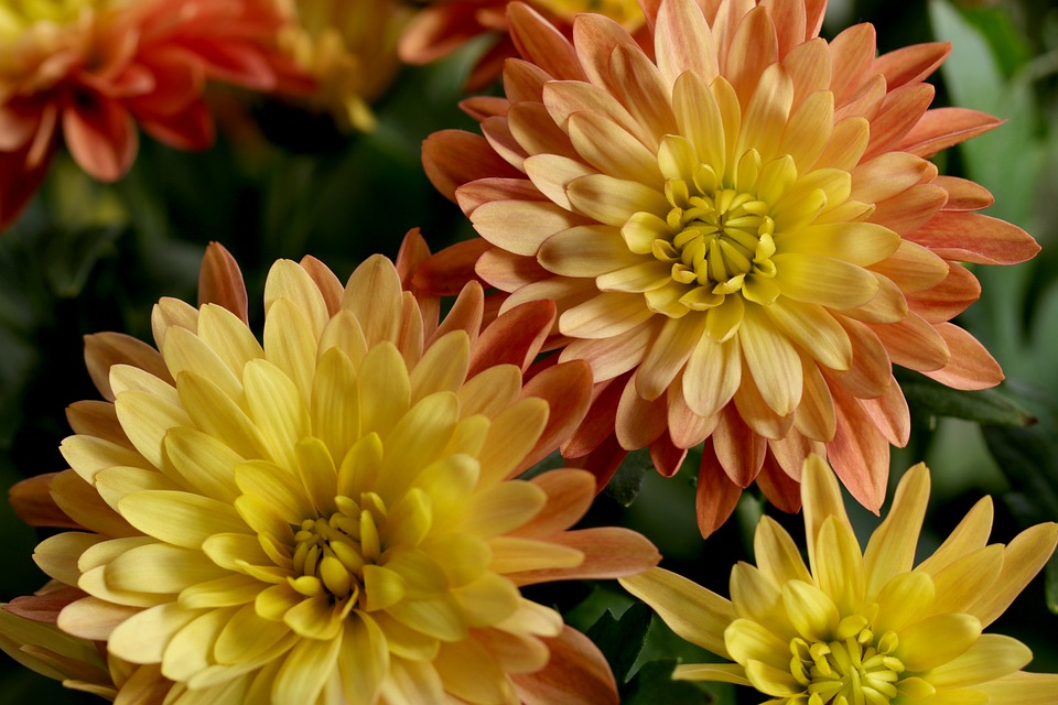 Flowers Chrysanthemums Plants - Free photo on Pixabay