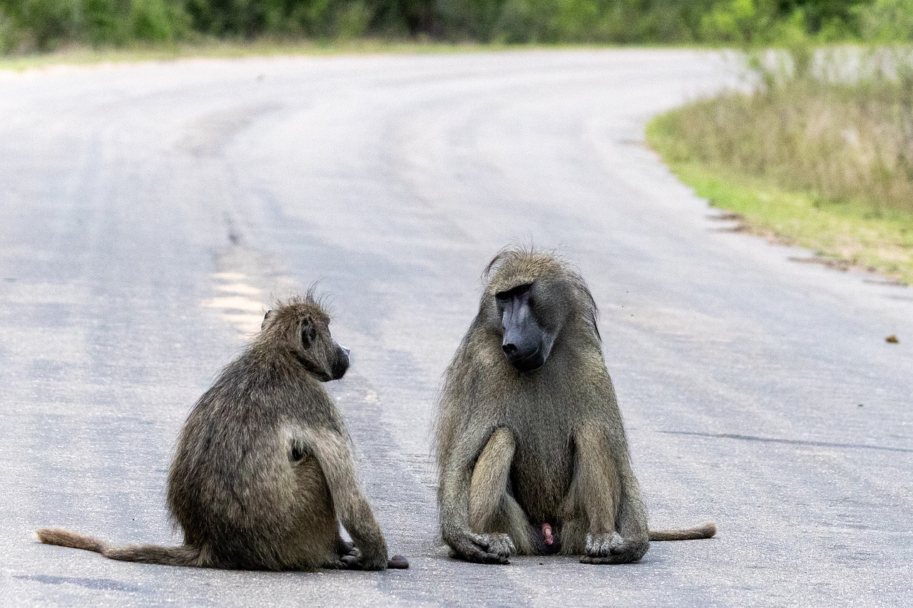 Nature Animal Primate - Free photo on Pixabay