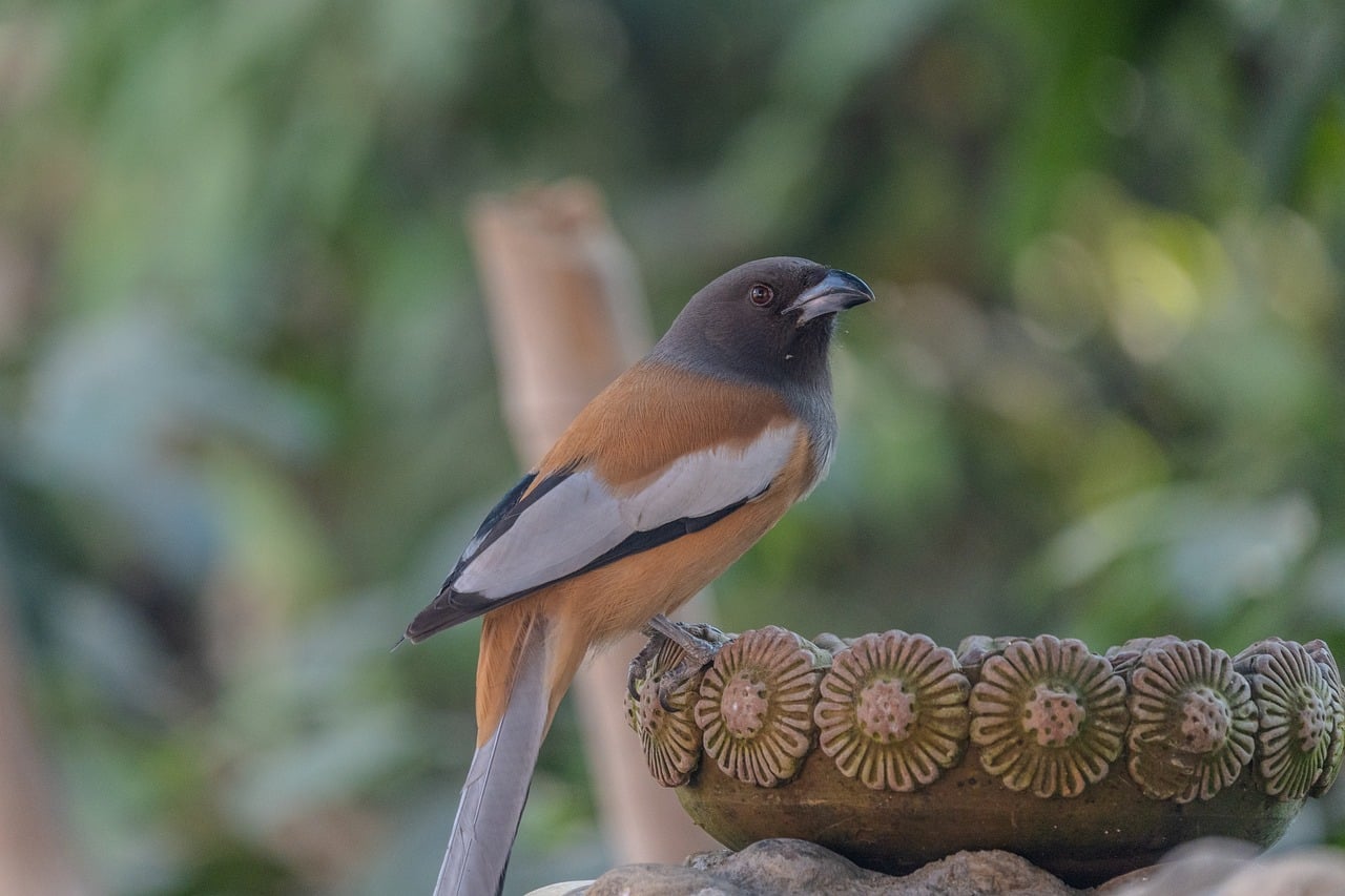 Rufous Treepie Bird - Free photo on Pixabay