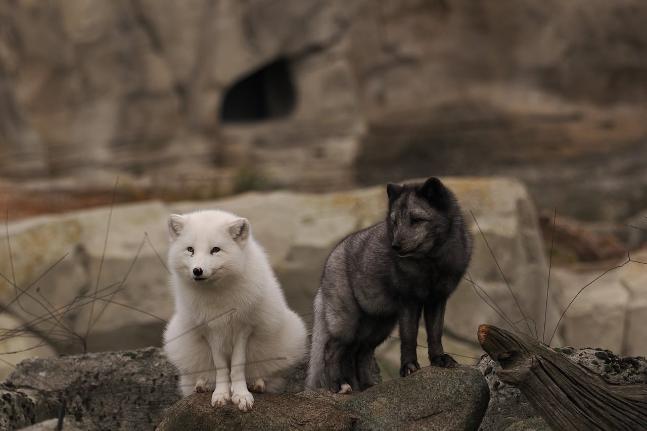 Arctic Fox White Fur Wilderness - Free photo on Pixabay