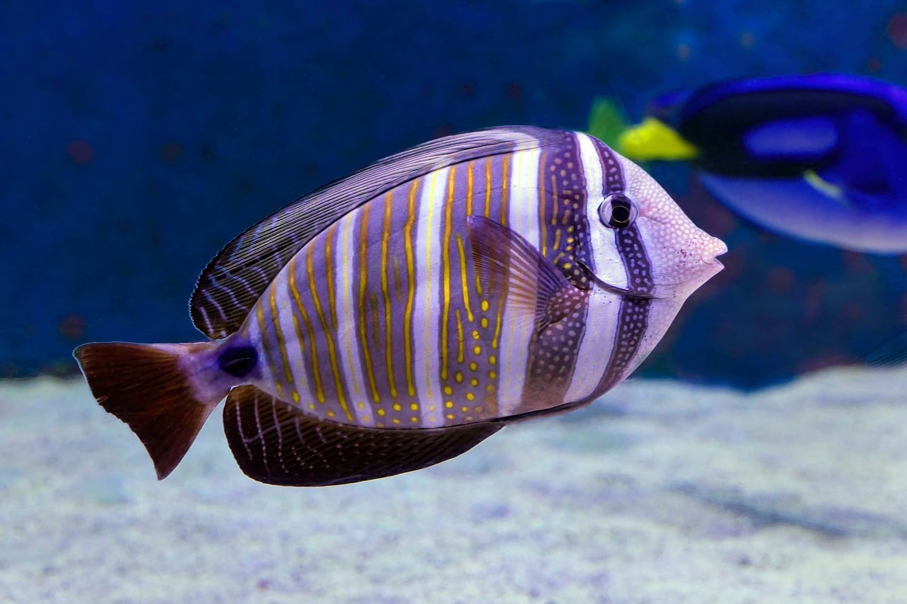 Sailfin Tang Fish Aquarium - Free photo on Pixabay