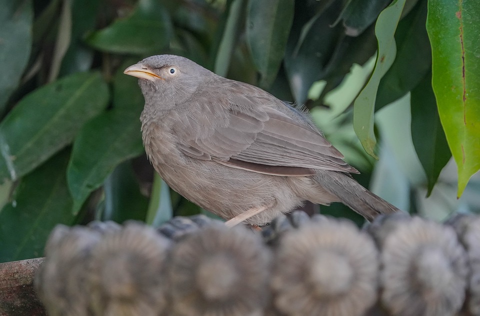 Babbler Bird - Free photo on Pixabay