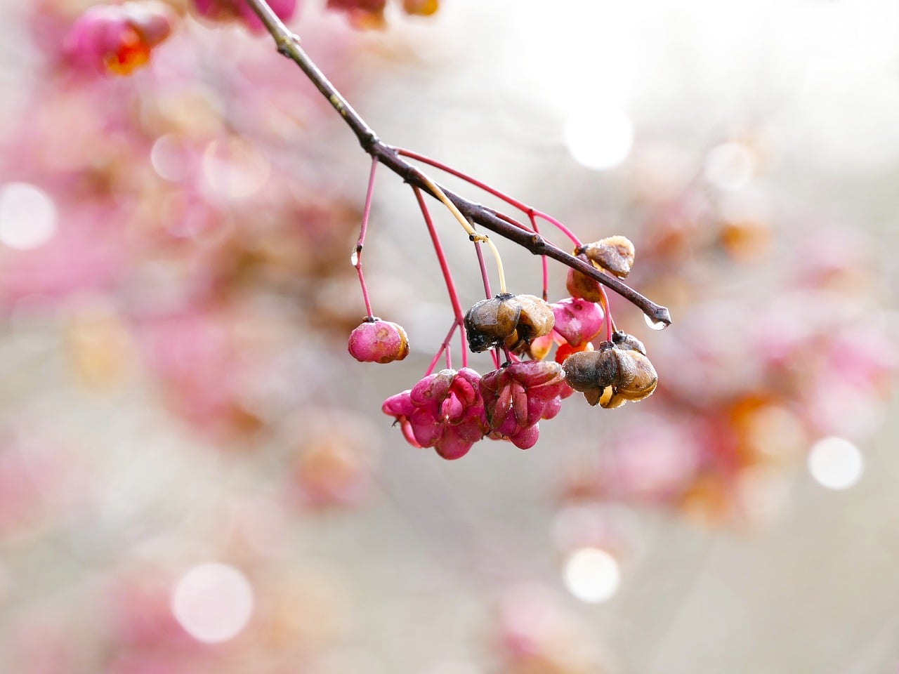 Shrub Frost Pink - Free photo on Pixabay