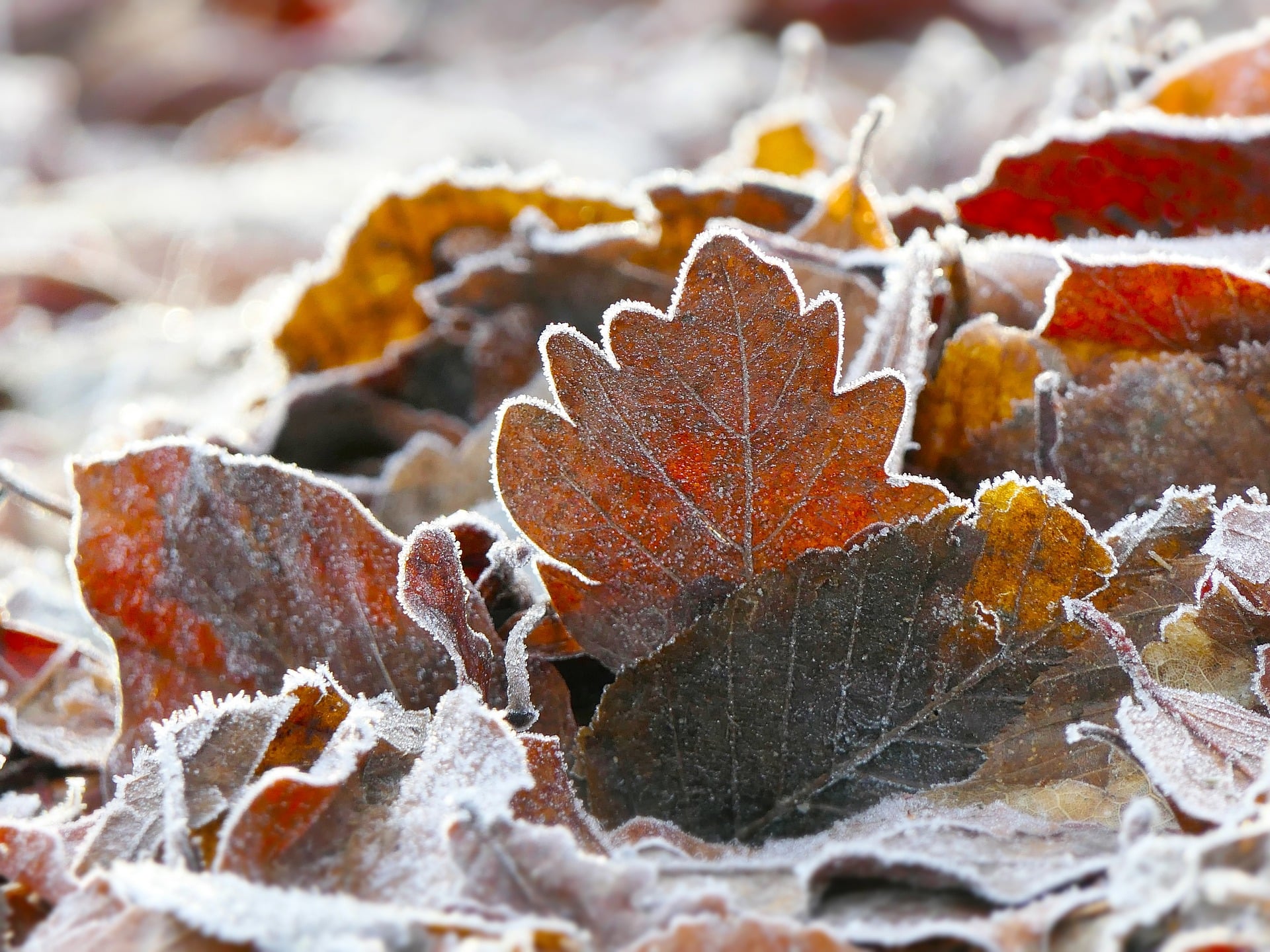 5.9 million+ Stunning Free Images to Use Anywhere - Pixabay