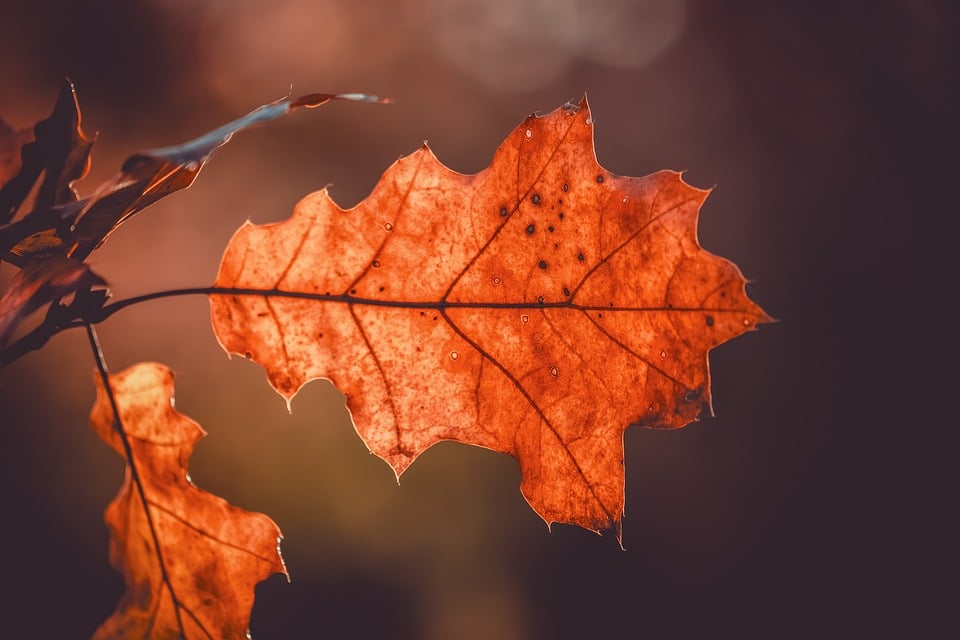 Autumn Maple Leaf Fall - Free photo on Pixabay
