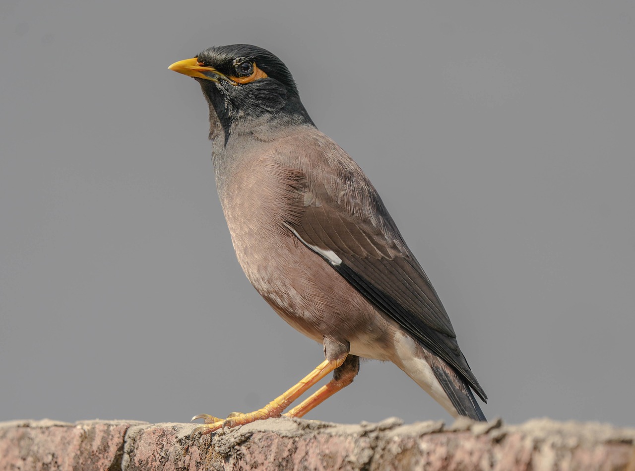 Myna Bird Animal - Free photo on Pixabay