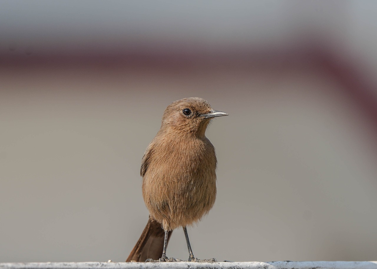 Brown Rock Chat Bird Animal - Free photo on Pixabay