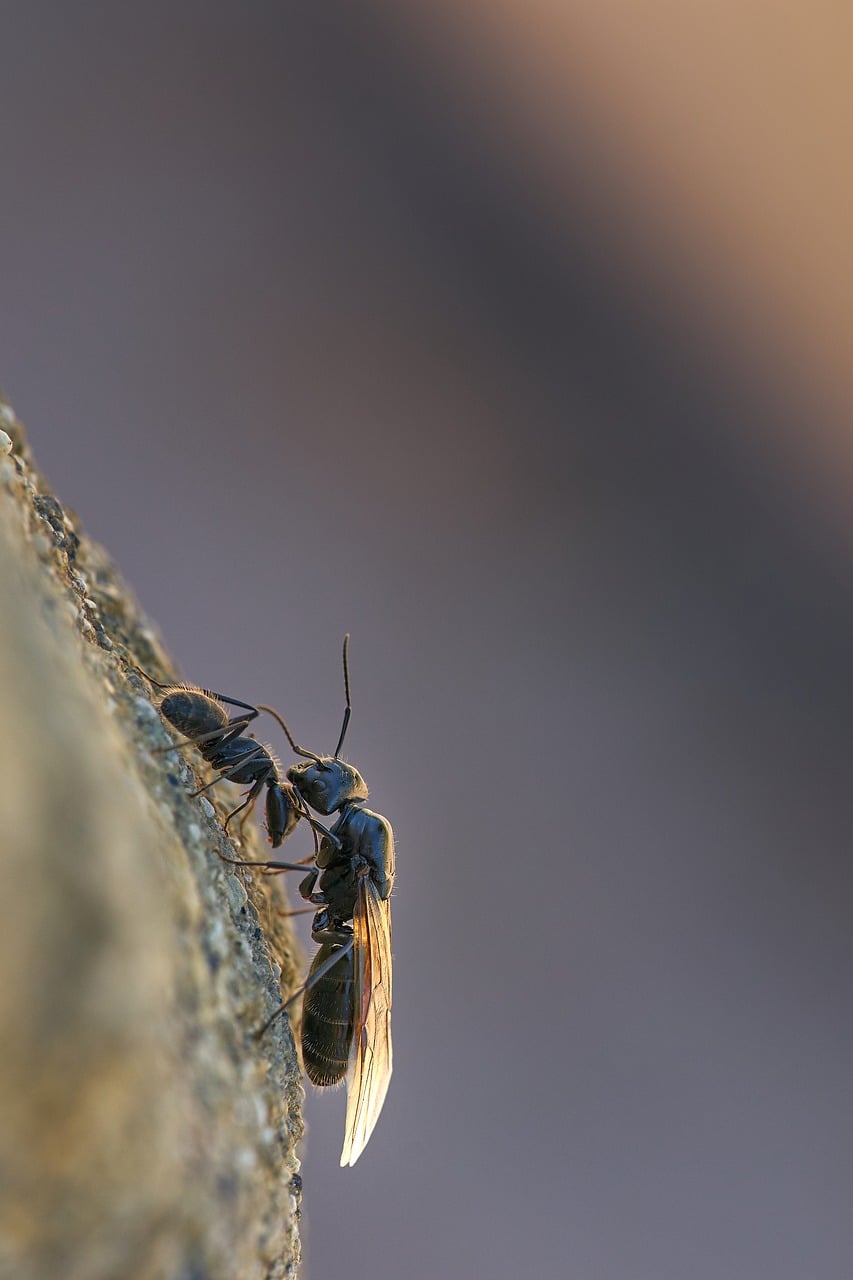 Ant Insect Nature - Free photo on Pixabay