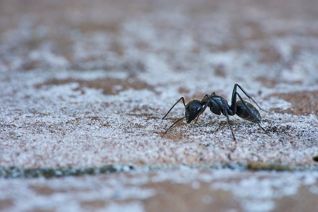 Ant Insect Nature - Free photo on Pixabay