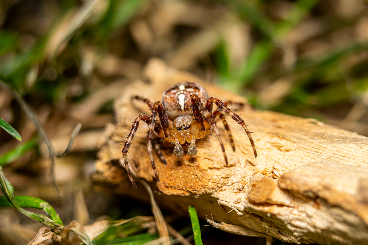 Spider Macro Nature - Free photo on Pixabay