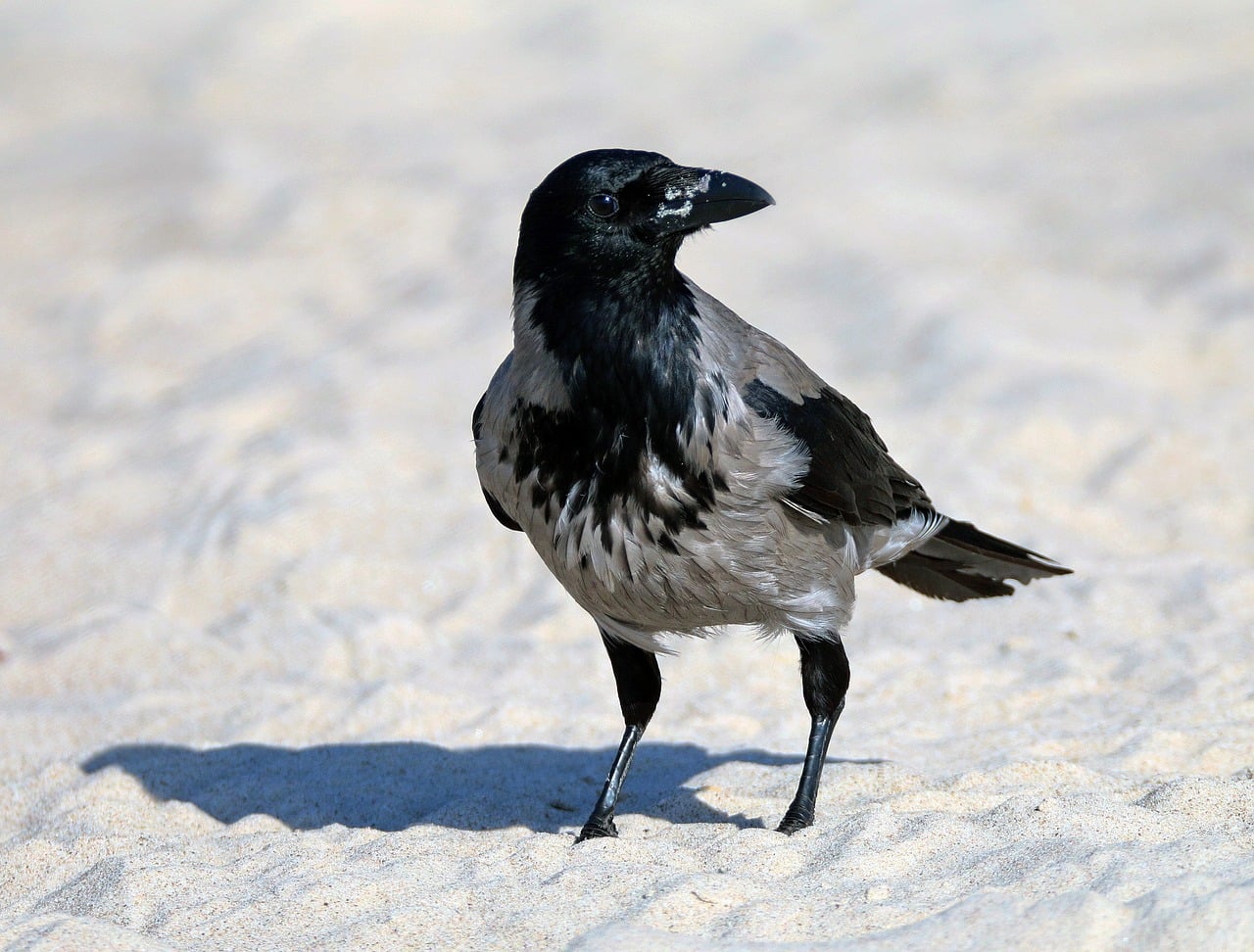 Hooded Crow Bird Sand - Free photo on Pixabay