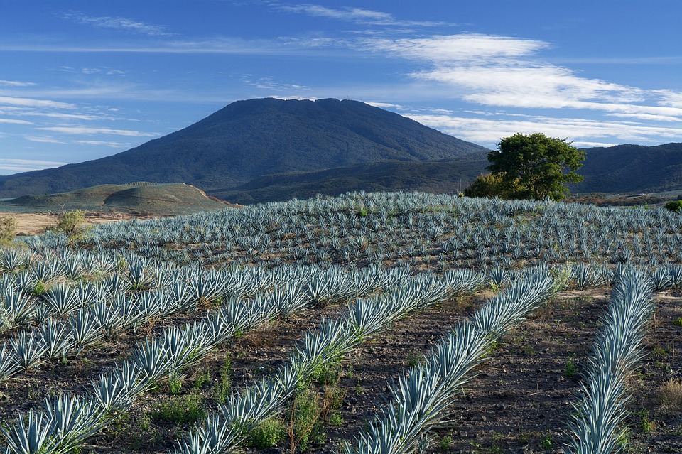 Landschaft Agave Feld - Kostenloses Foto auf Pixabay