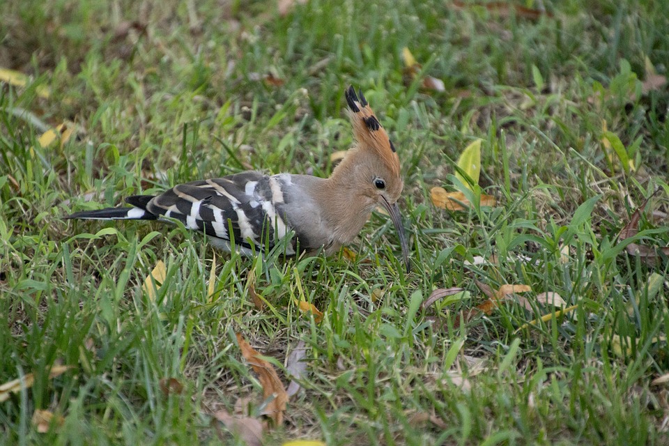 Hoopoe Nature Bird - Free photo on Pixabay