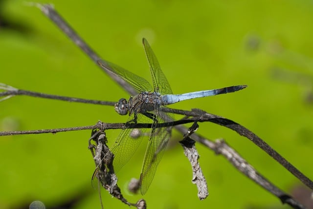 Libellula Natura Insetto - Foto gratis su Pixabay