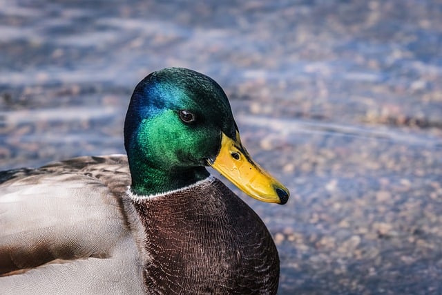 Pato Cabeza Verde Pico - Foto gratis en Pixabay