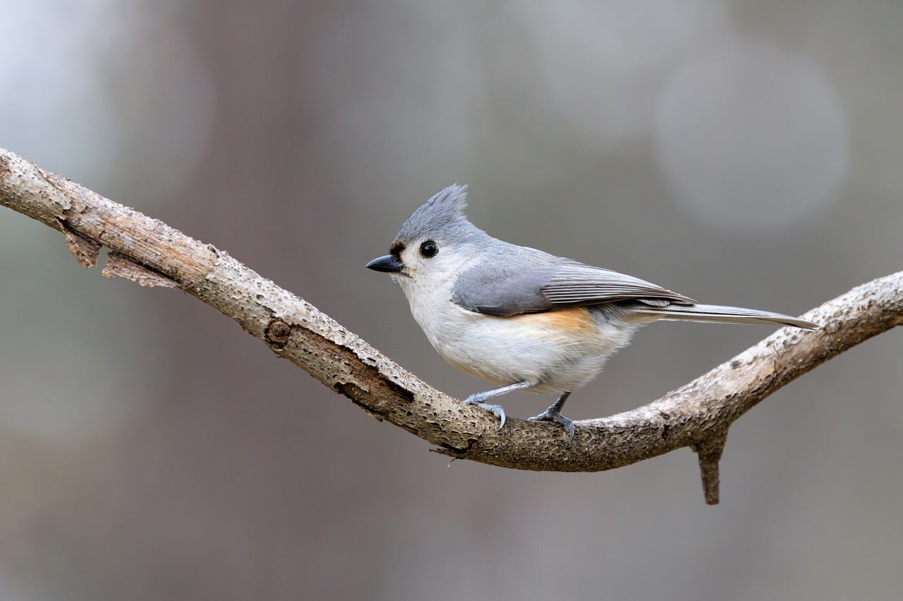 Titmouse Perched Curve - Free photo on Pixabay