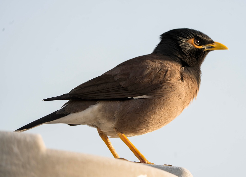 Myna Bird Nature - Free photo on Pixabay