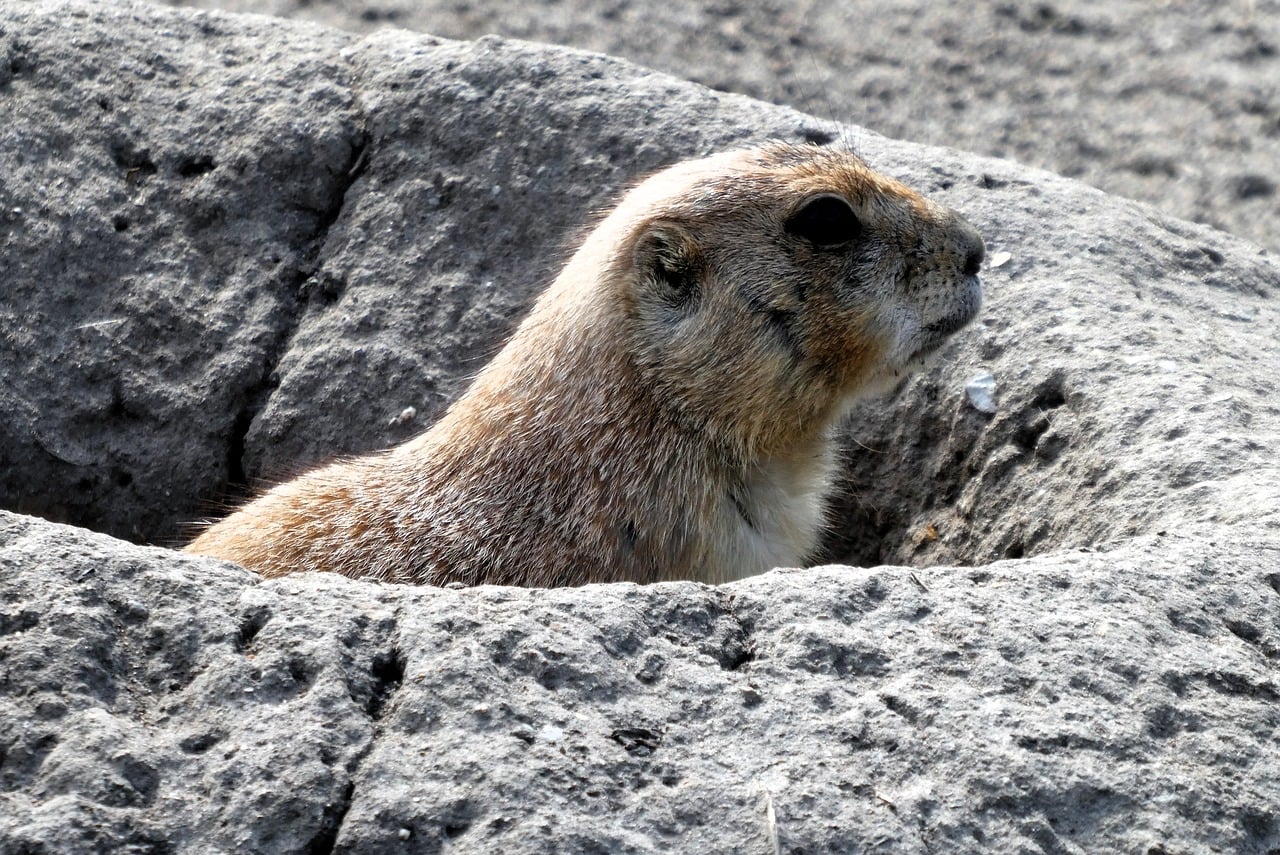 Prairie Dog Rodent Rotterdam - Free photo on Pixabay